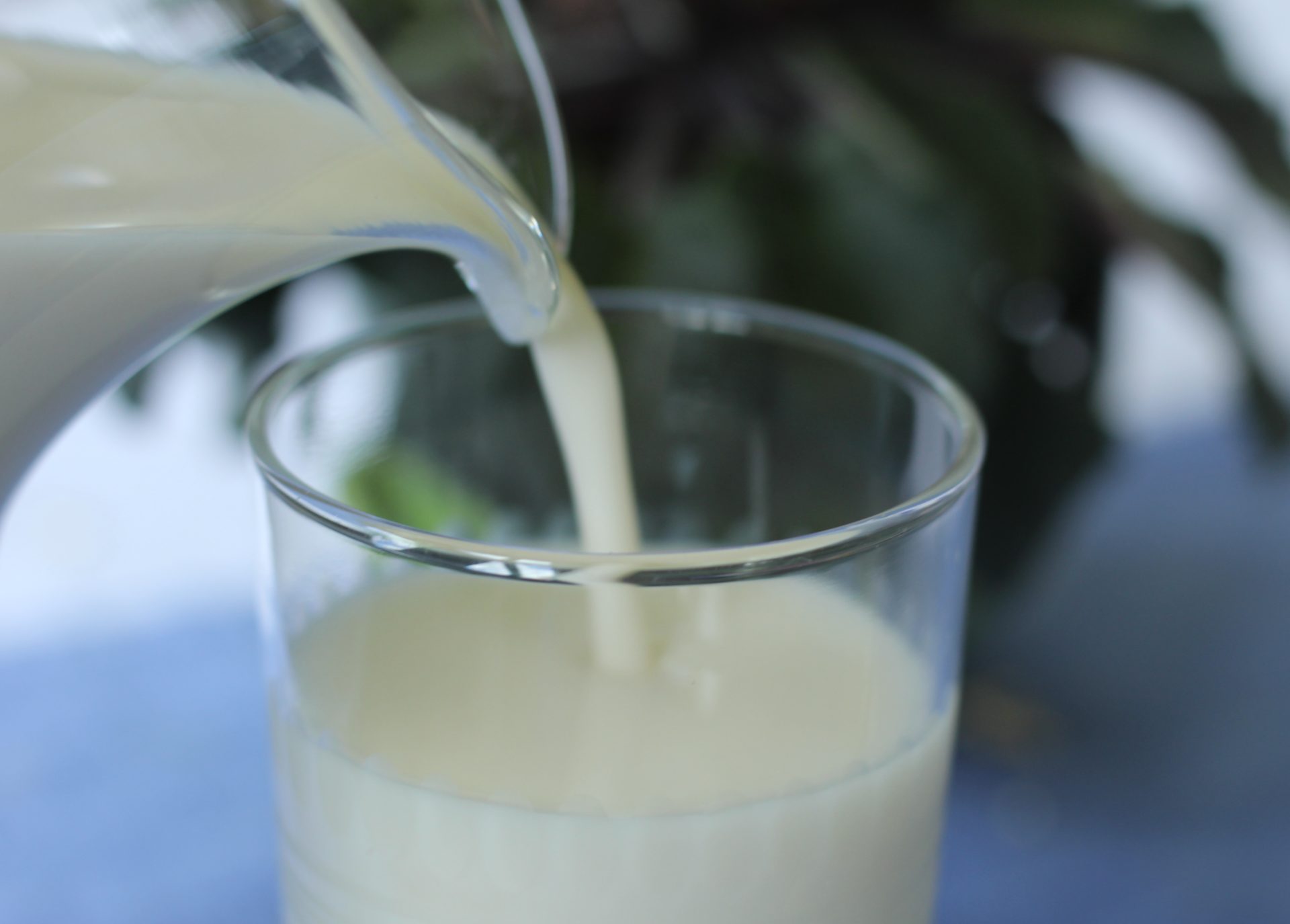 How to Make Gluten-Free Oat Milk – Springhouse Turtle